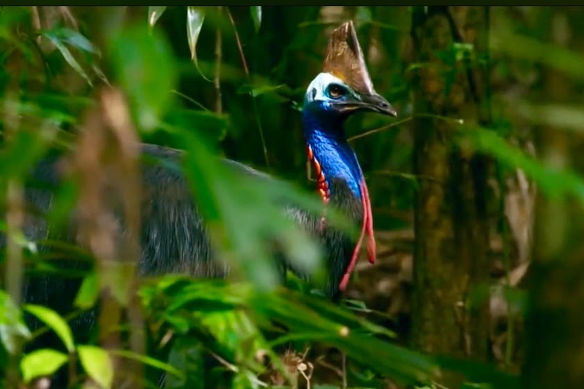 První zprávy - Domácí - Kasuár: Nejnebezpečnější pták světa