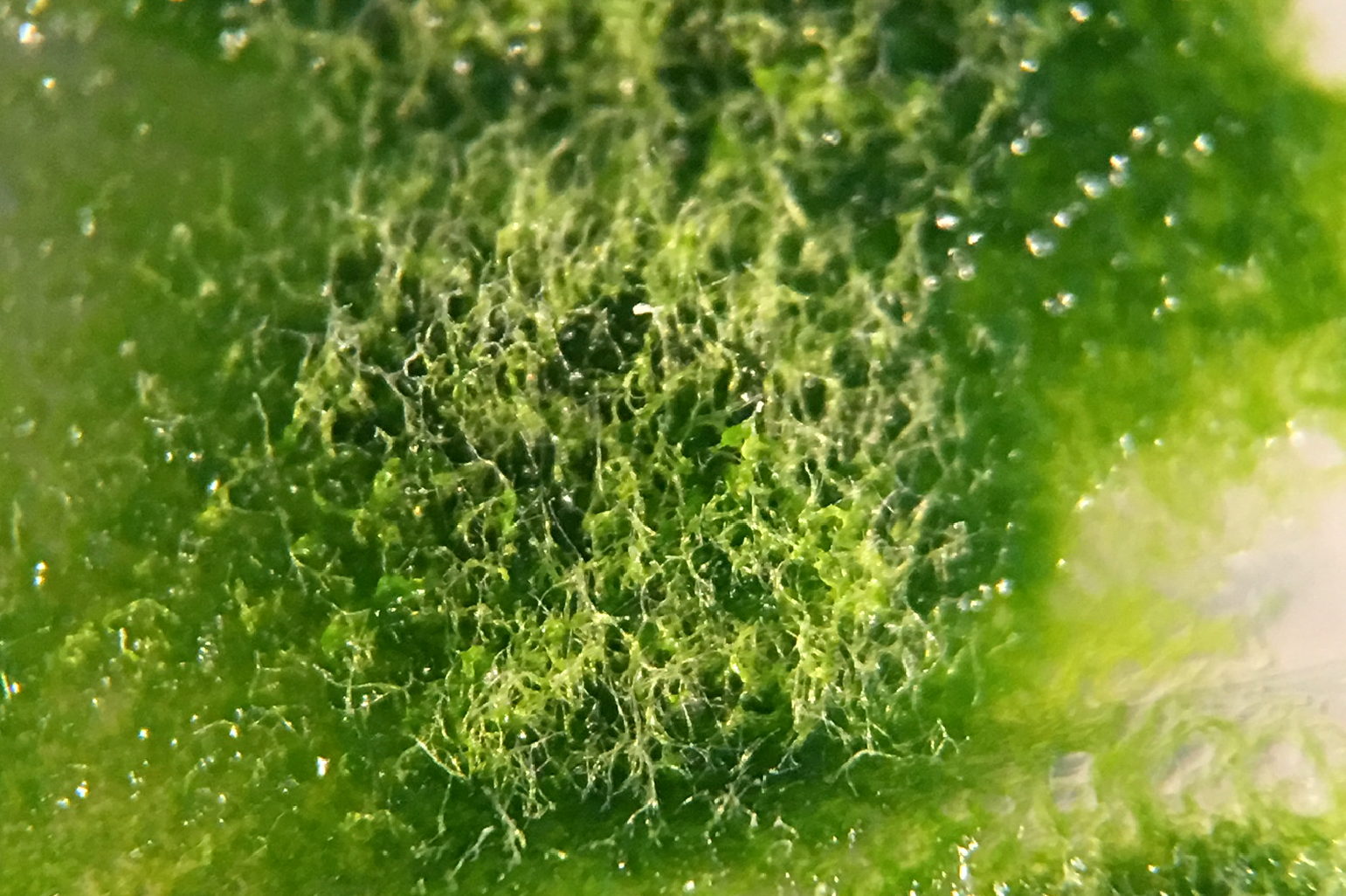 První zprávy - Domácí - Řasa roku 2025: Draparnaldia erecta pomůže ...