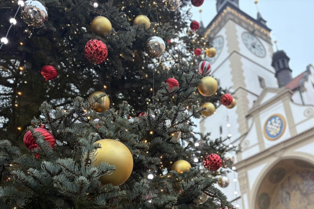 První zprávy - Domácí - Olomoucké vánoční trhy darují obyvatelům živé vánoční stromky