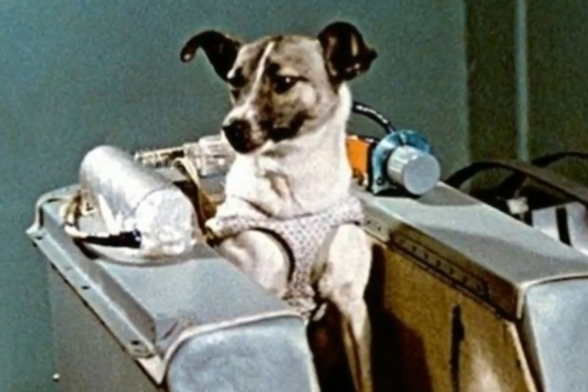 První zprávy - Domácí - Lajka - první hrdina vesmíru z éry Sputniku